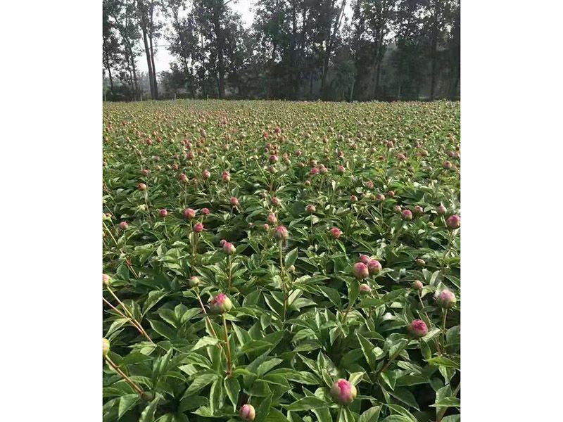 鲜切花 菏泽市牡丹区莲花苗圃场
