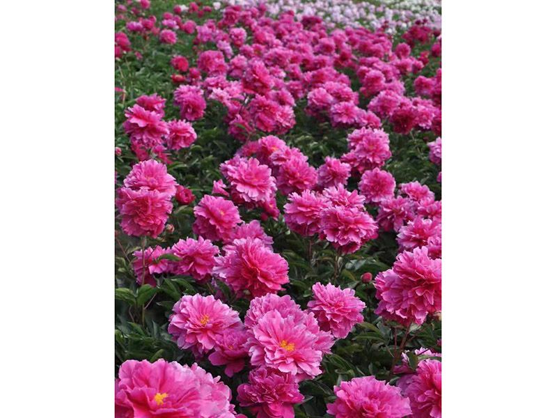 鲜切花 菏泽市牡丹区莲花苗圃场