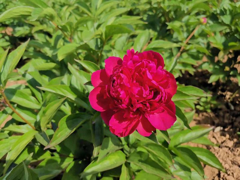 朝阳红 菏泽市牡丹区莲花苗圃场