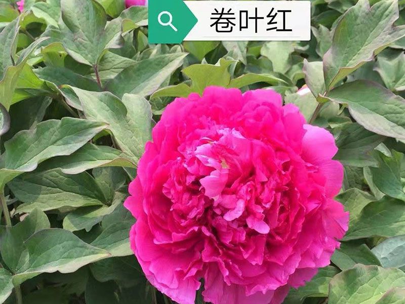 卷叶红 菏泽市牡丹区莲花苗圃场